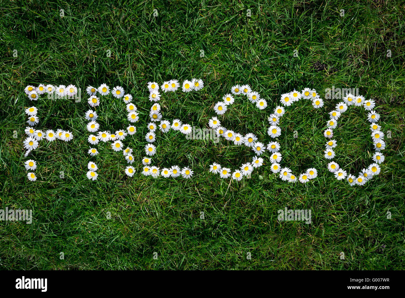 Word made out of wild daisies (bellis perennis) on green grassy ...