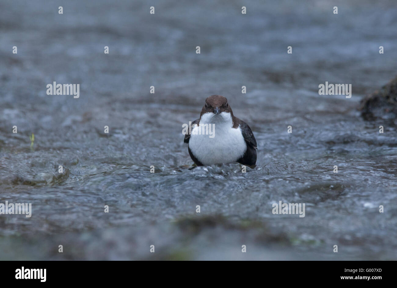 White-throated dipper (Cinclus cinclus) hunting for aquatic insects or ...