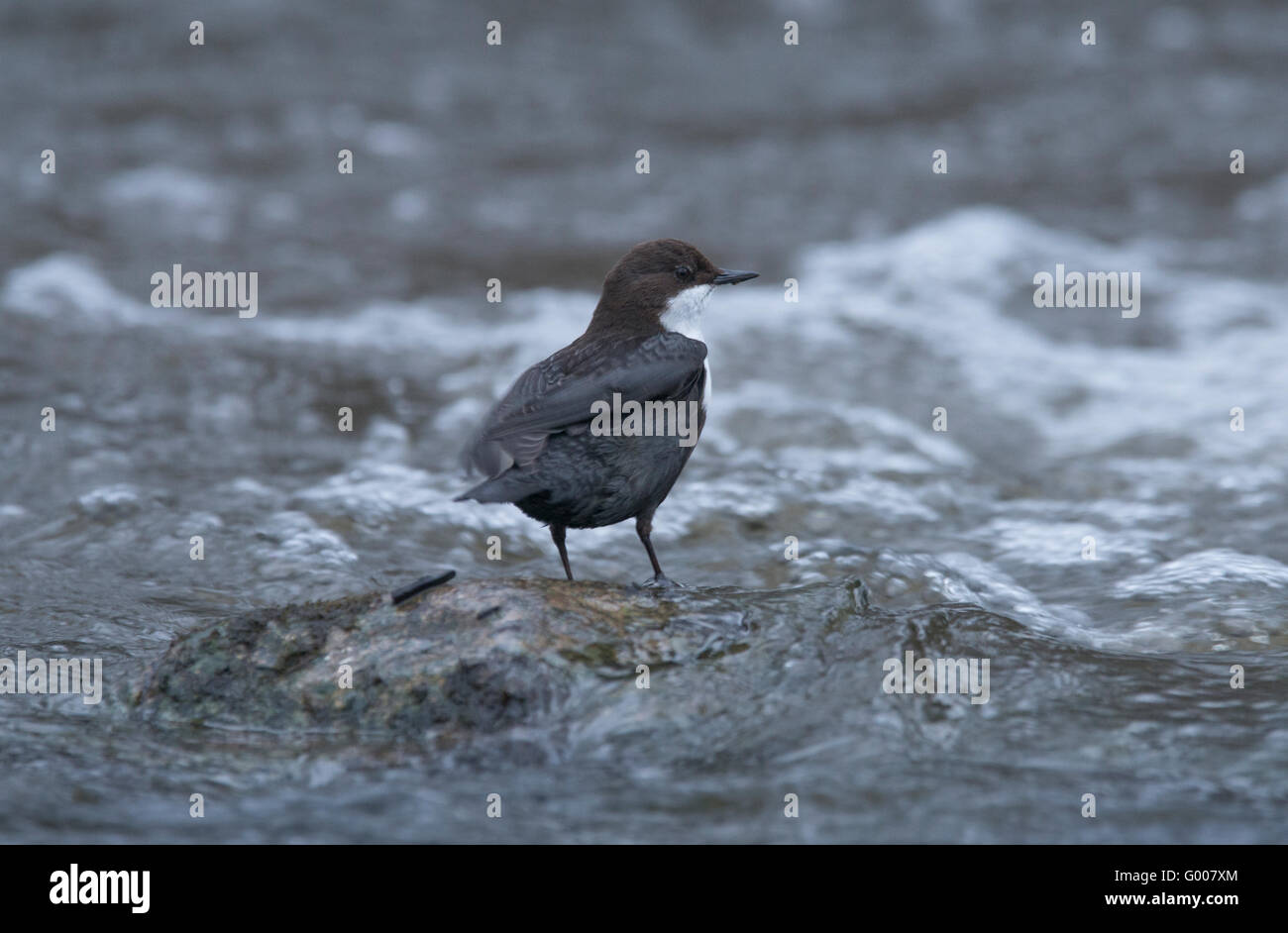 White-throated dipper (Cinclus cinclus) hunting for aquatic insects or ...