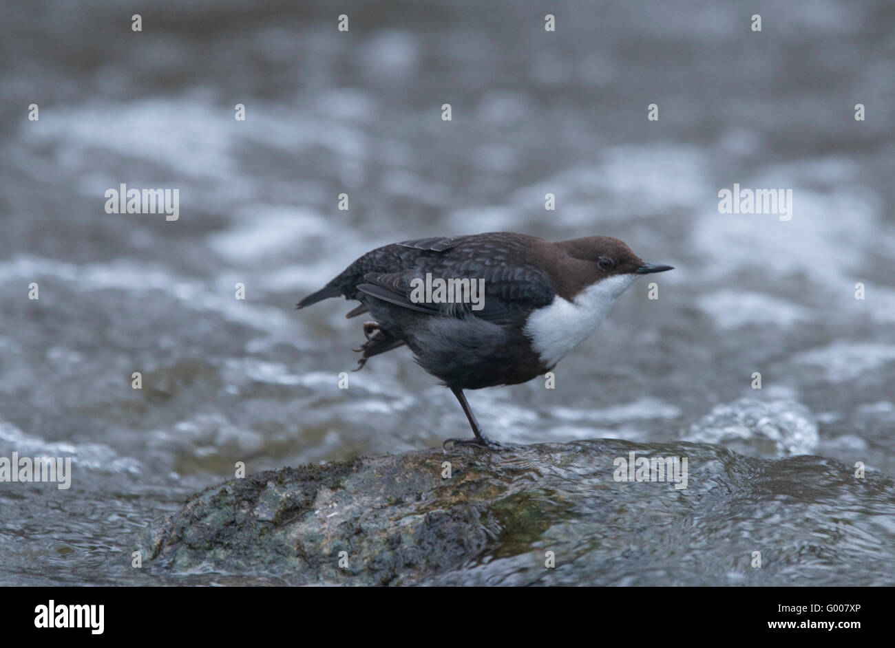 White-throated dipper (Cinclus cinclus) hunting for aquatic insects or ...