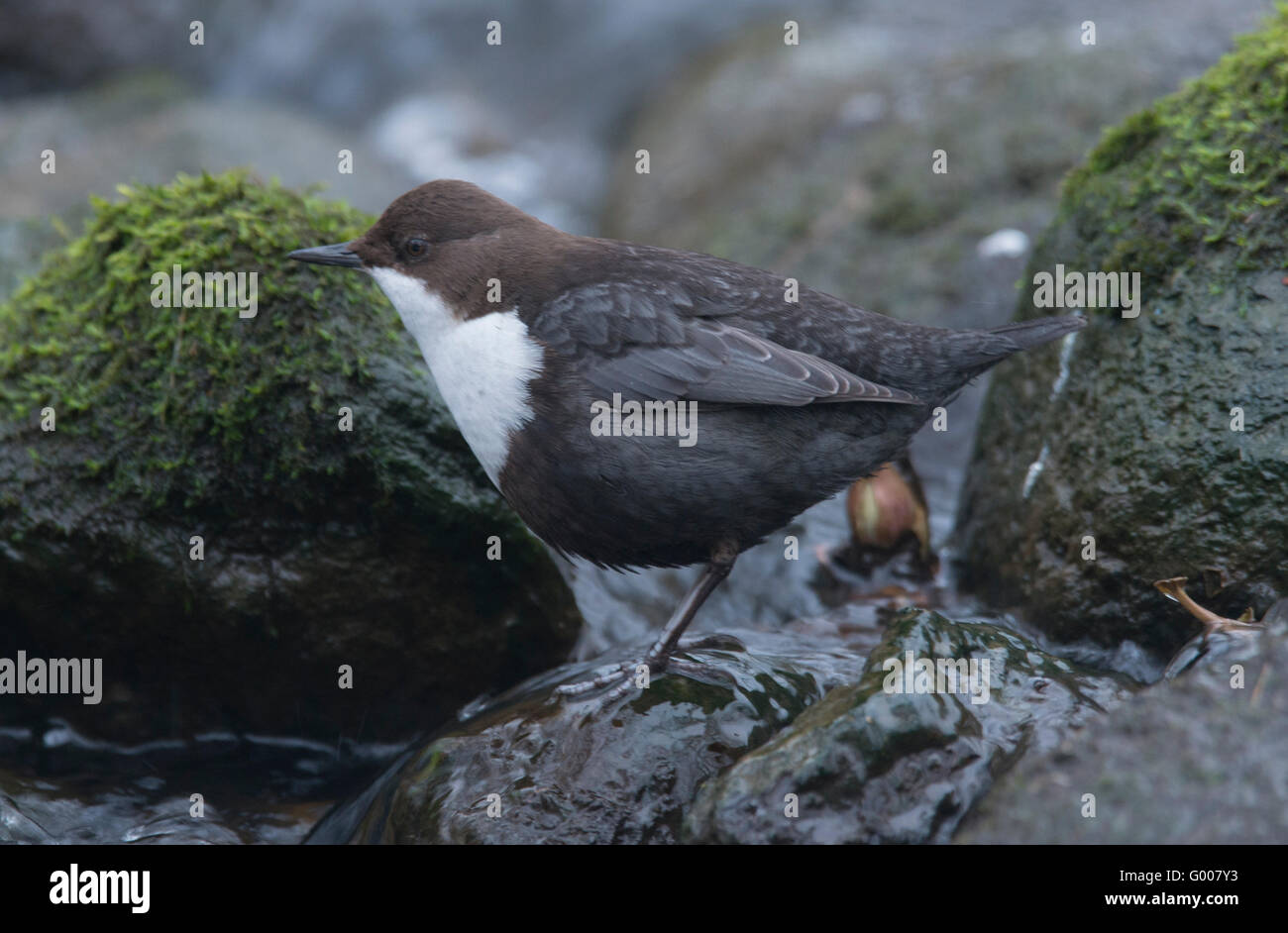 White-throated dipper (Cinclus cinclus) hunting for aquatic insects or ...