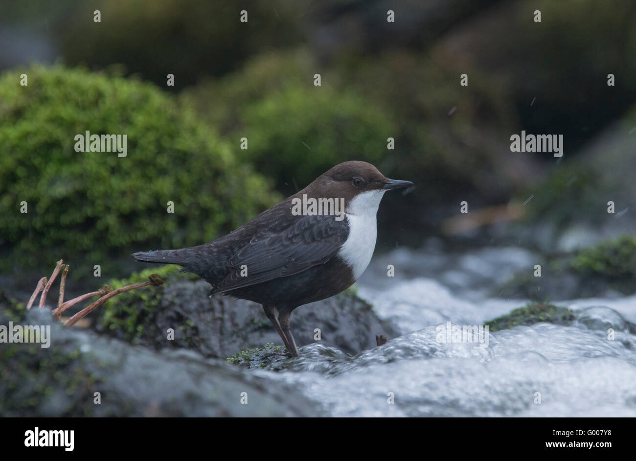 White-throated dipper (Cinclus cinclus) hunting for aquatic insects or ...