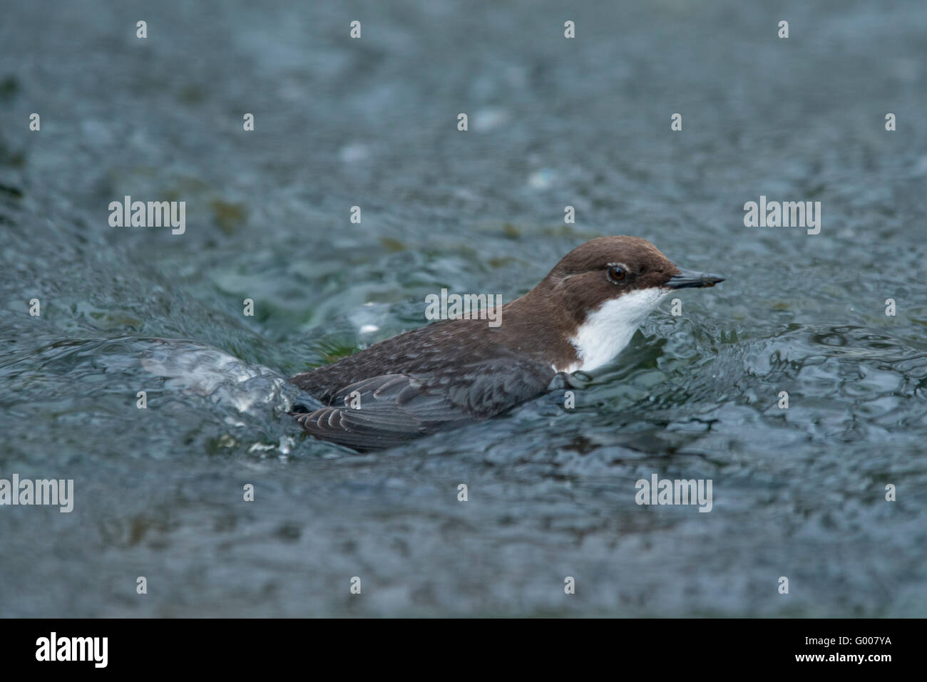 White-throated dipper (Cinclus cinclus) hunting for aquatic insects or ...