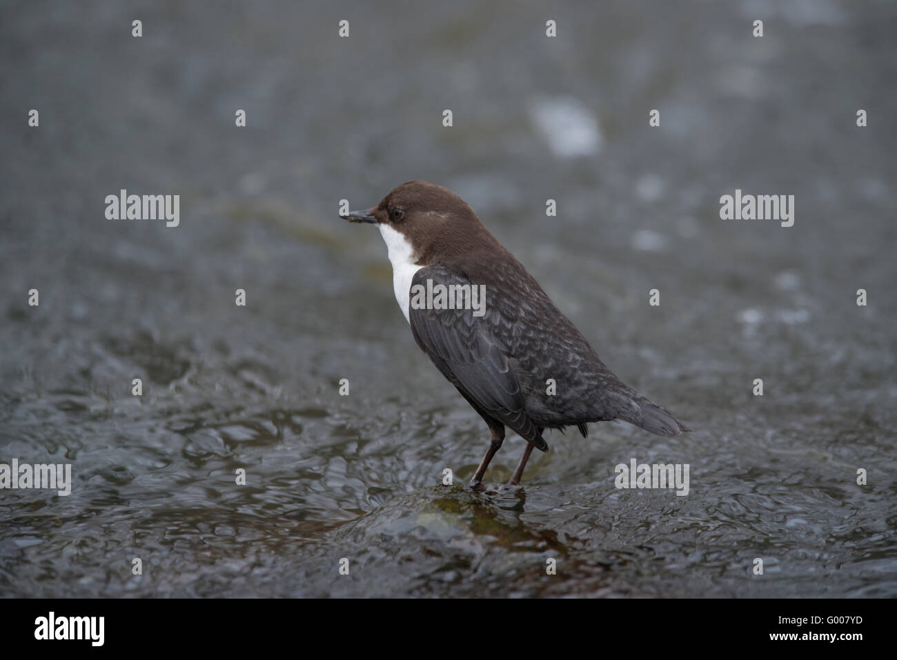 White-throated dipper (Cinclus cinclus) hunting for aquatic insects or ...