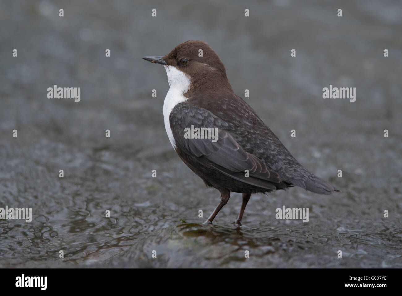 White-throated dipper (Cinclus cinclus) hunting for aquatic insects or ...