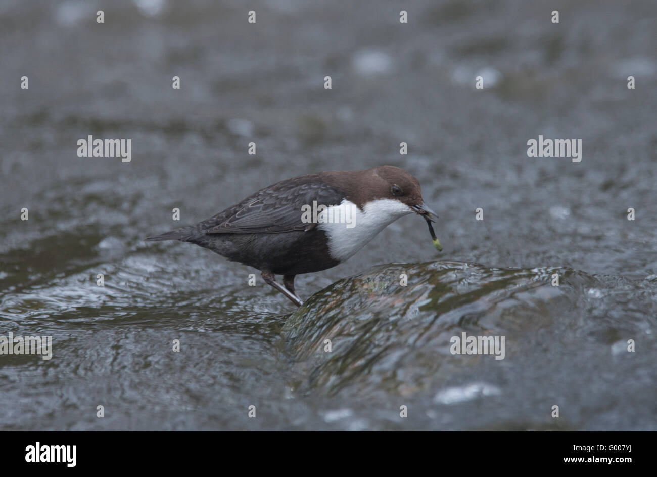 White-throated dipper (Cinclus cinclus) hunting for aquatic insects or ...