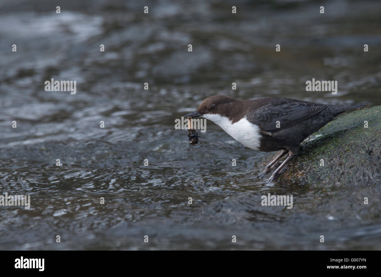White-throated dipper (Cinclus cinclus) hunting for aquatic insects or ...