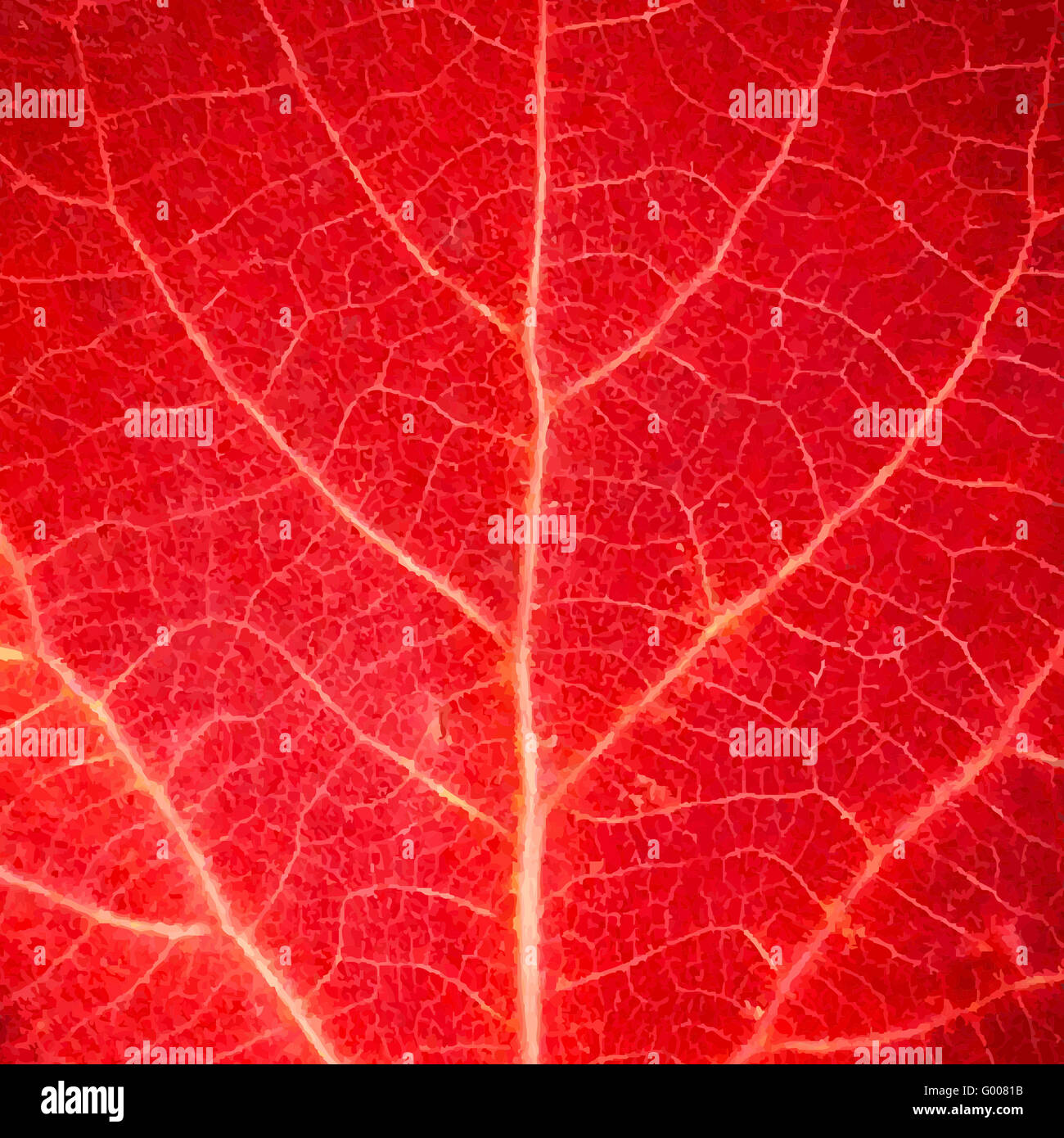 Red Leaf Texture Stock Photo - Alamy