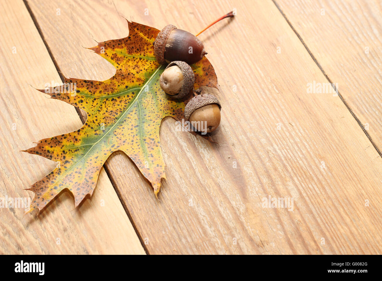 Acorns autumn hi-res stock photography and images - Alamy