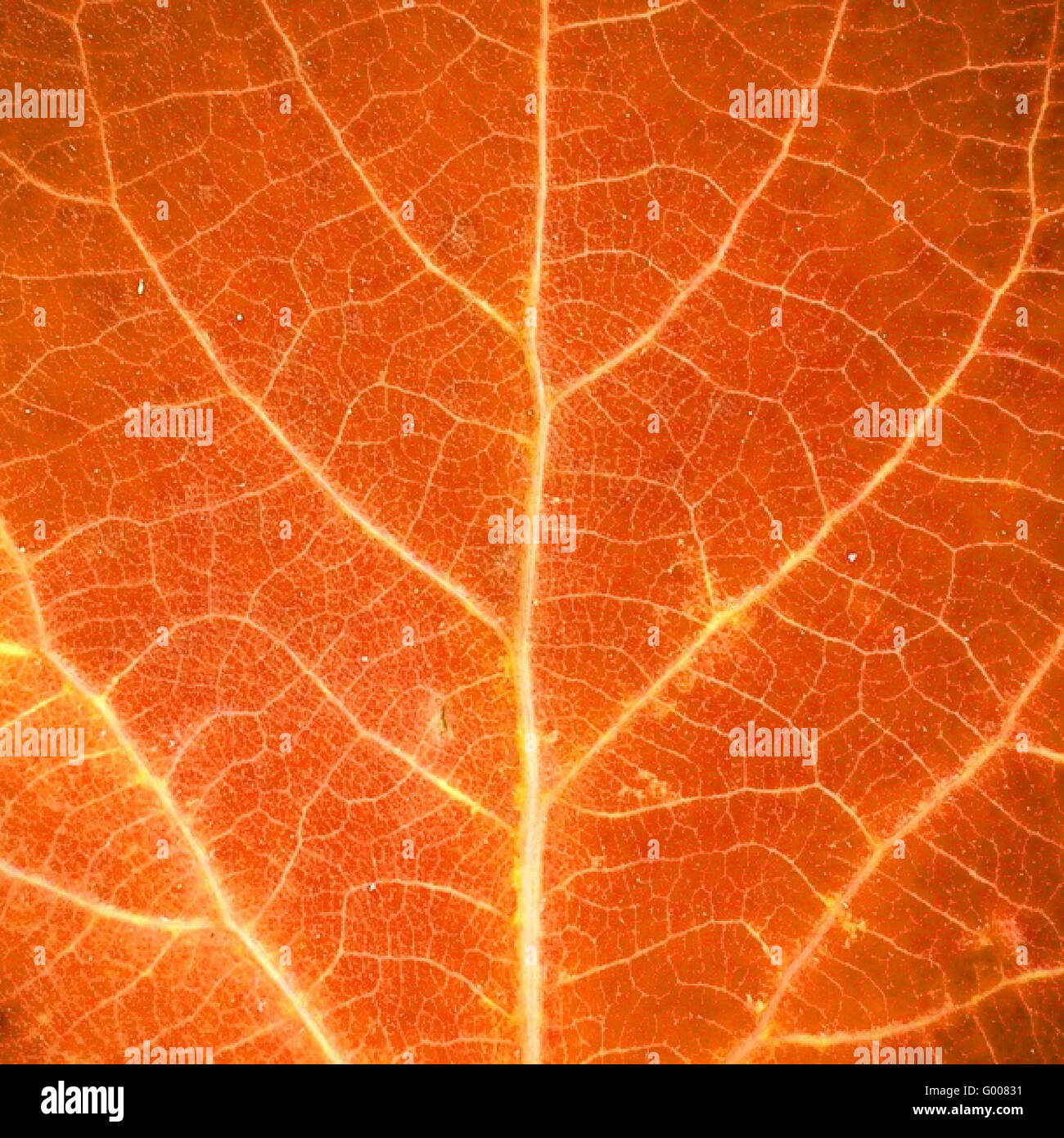 Orange Leaf Texture Stock Photo - Alamy