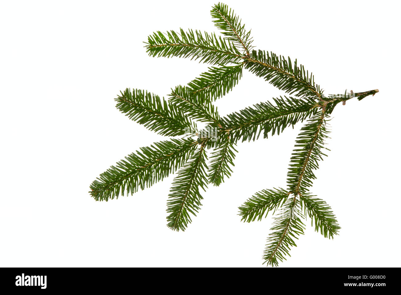 Spruce twig happy new Cut Out Stock Images & Pictures - Alamy