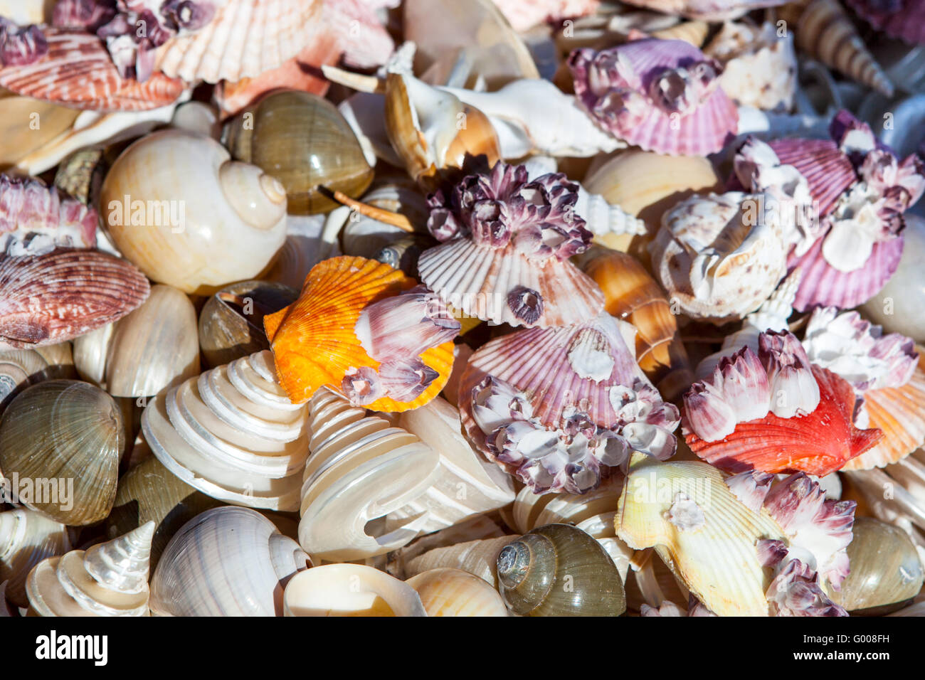 Seashell Souvenirs High Resolution Stock Photography and Images - Alamy