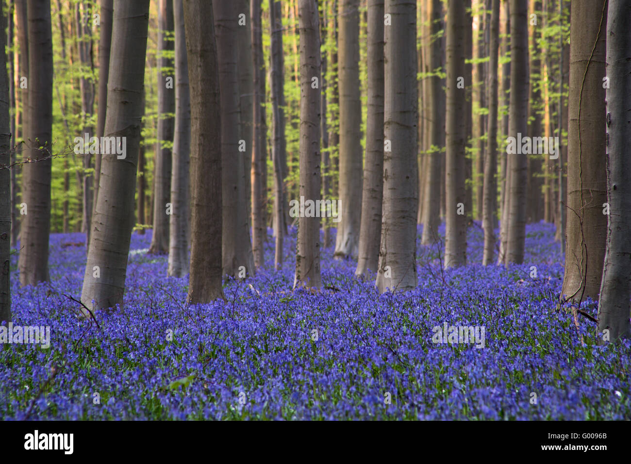 Hallerbos hi-res stock photography and images - Alamy