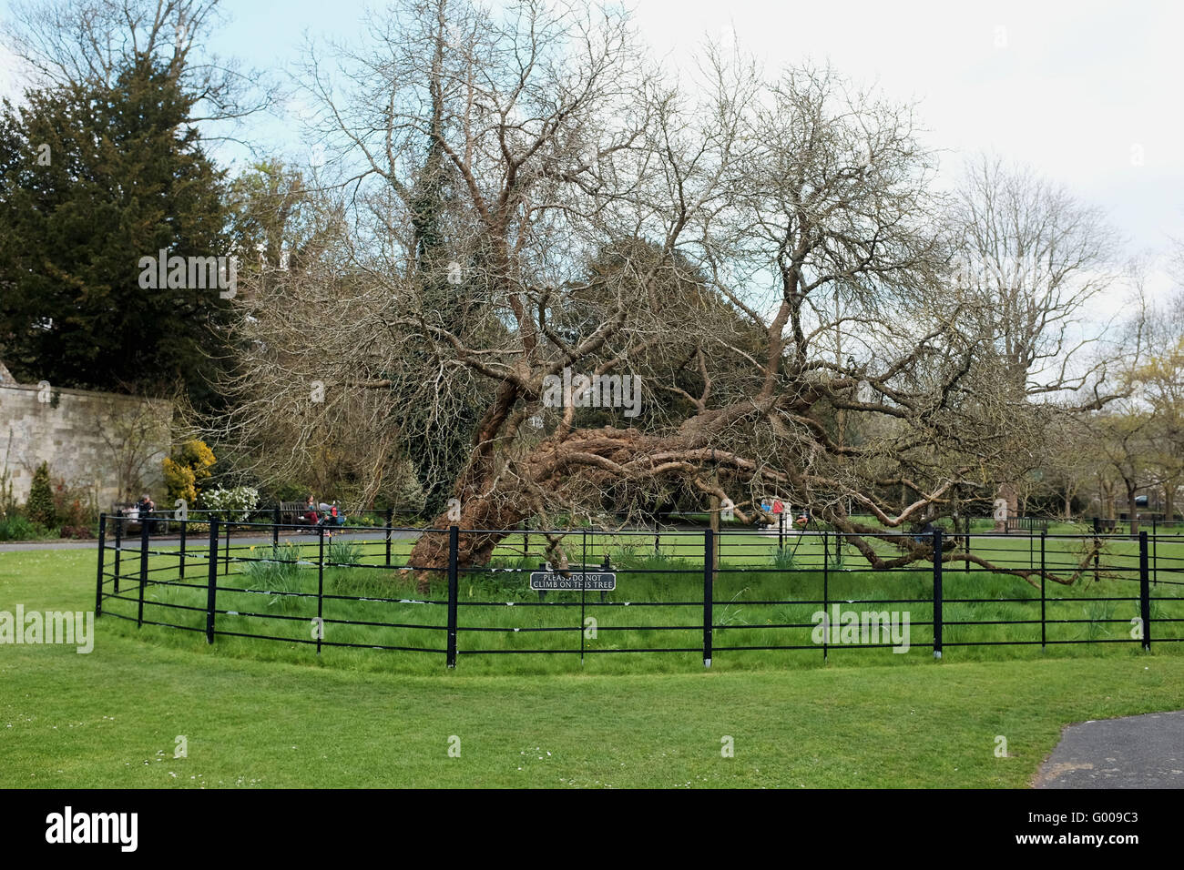 Mulberry tree hi-res stock photography and images - Alamy