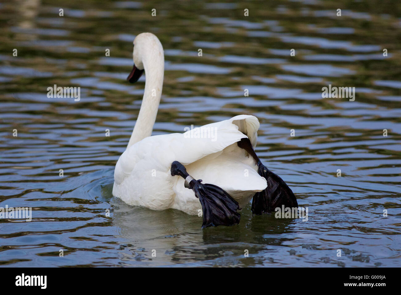 Beautiful isolated image with a trumpeter swan jumping from the ice ...