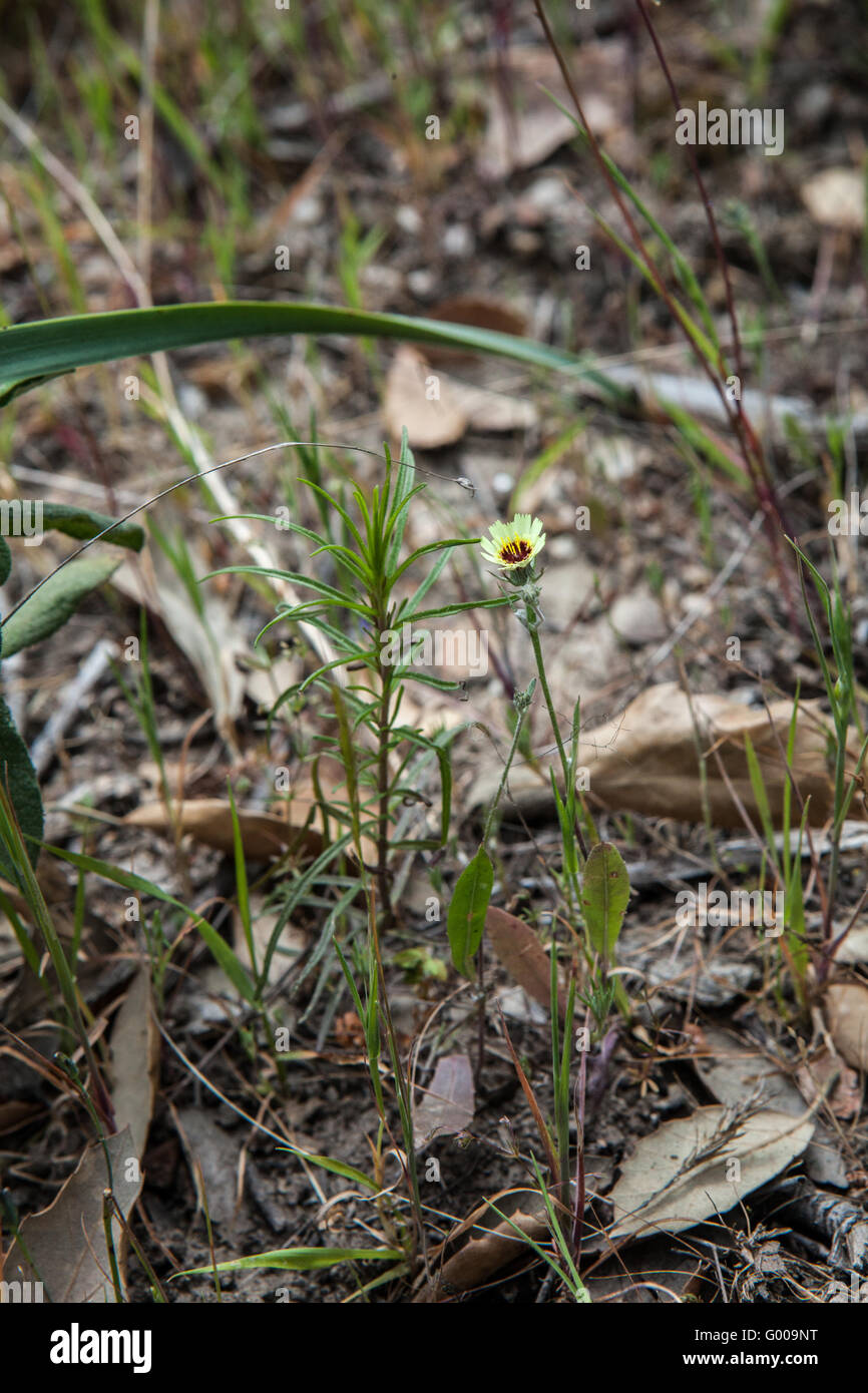 Tolpis hi-res stock photography and images - Alamy