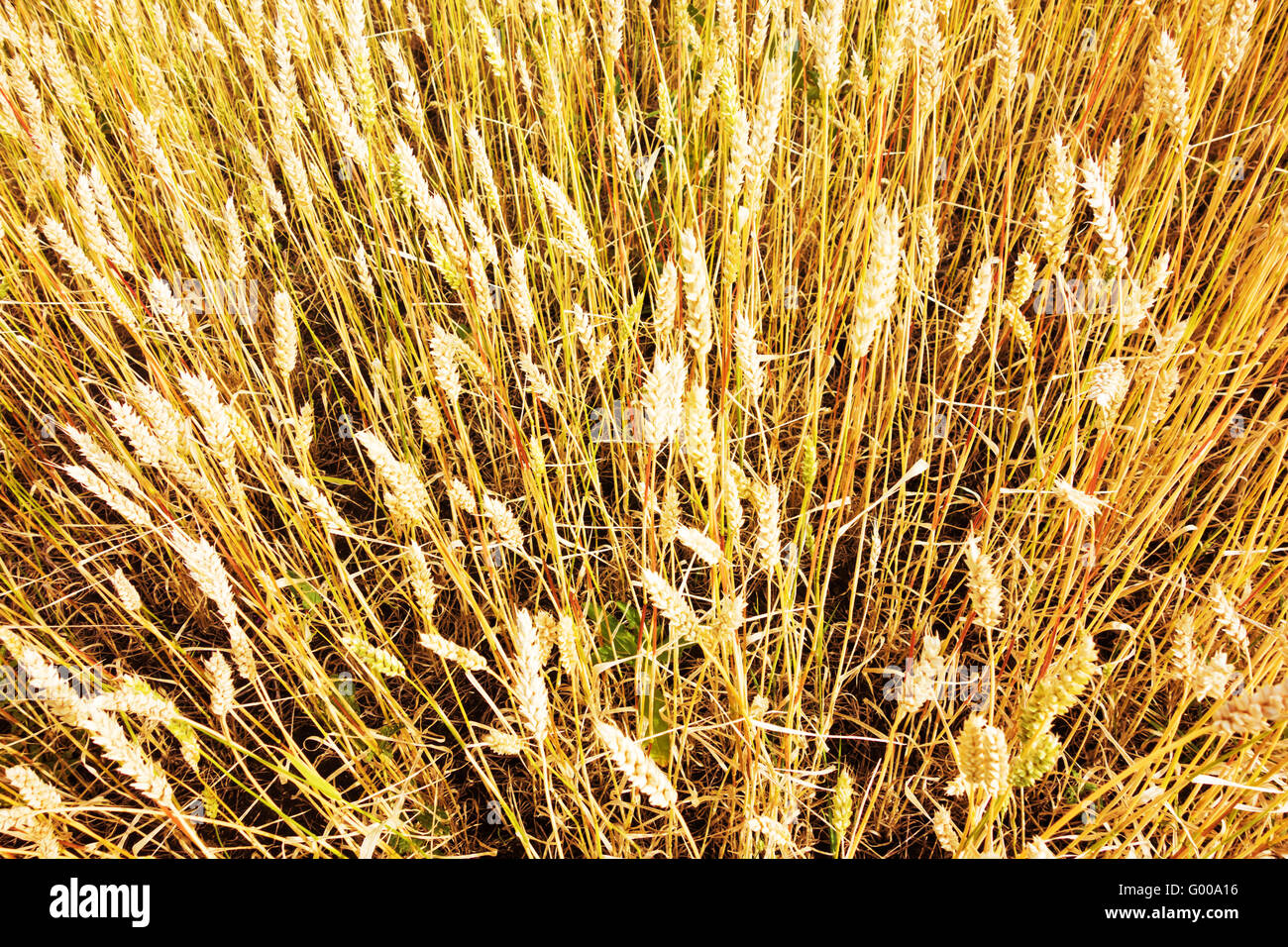 Wheat crop texas hi-res stock photography and images - Alamy