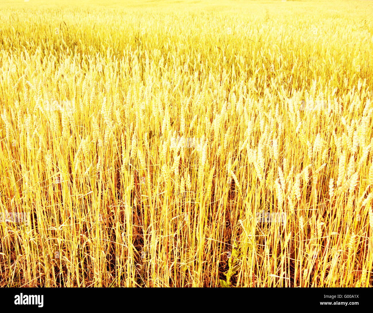Wheat field s hi-res stock photography and images - Alamy