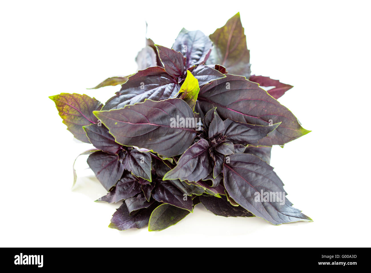 Purple basil plant hi-res stock photography and images - Alamy