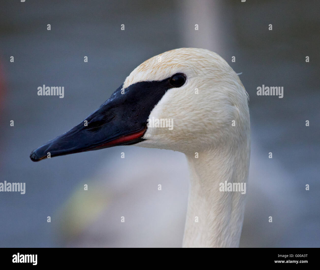 Beautiful photo cute trumpeter swan hi-res stock photography and images ...
