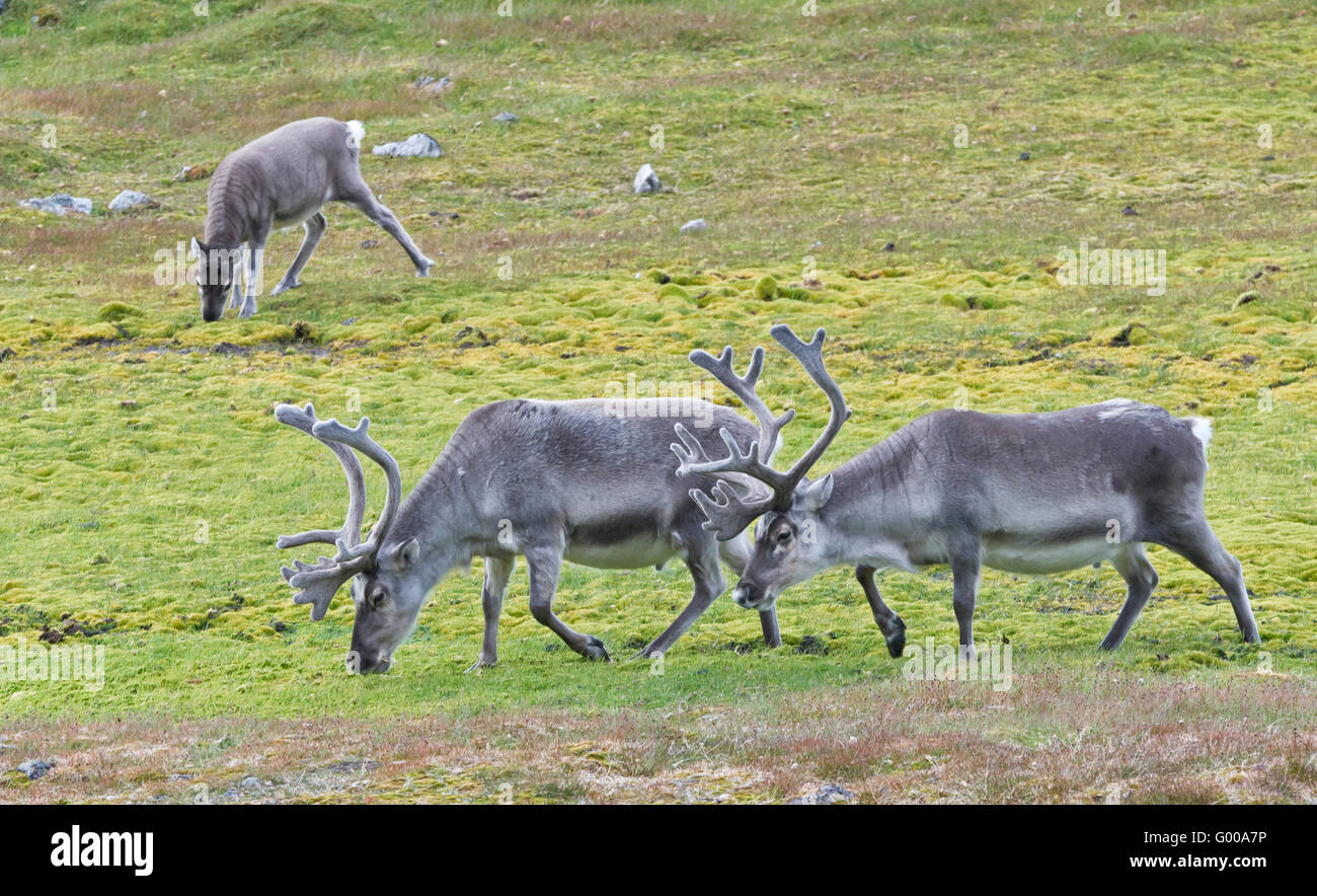 Svalbard reindeer hi-res stock photography and images - Alamy