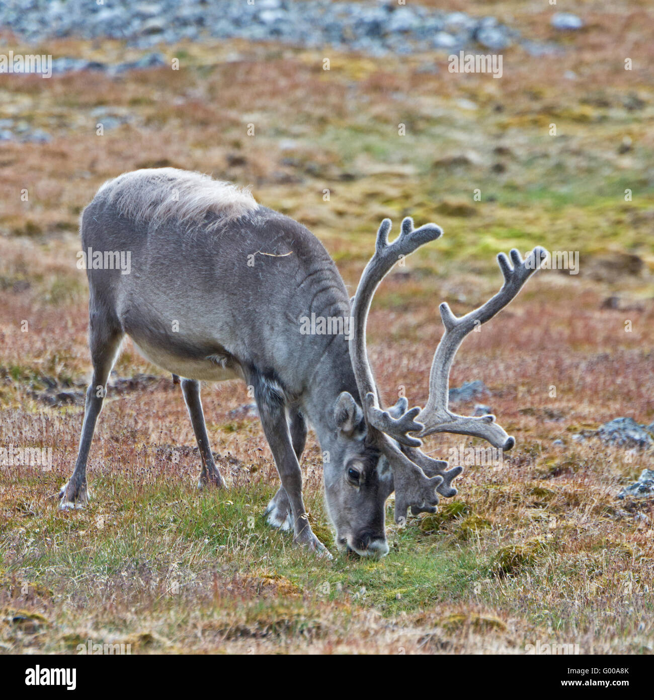 One reindeer walking hi-res stock photography and images - Alamy