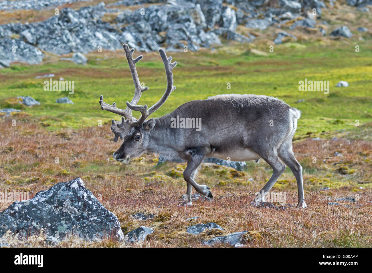 One reindeer walking across the grasses grazing as it goes at the ...