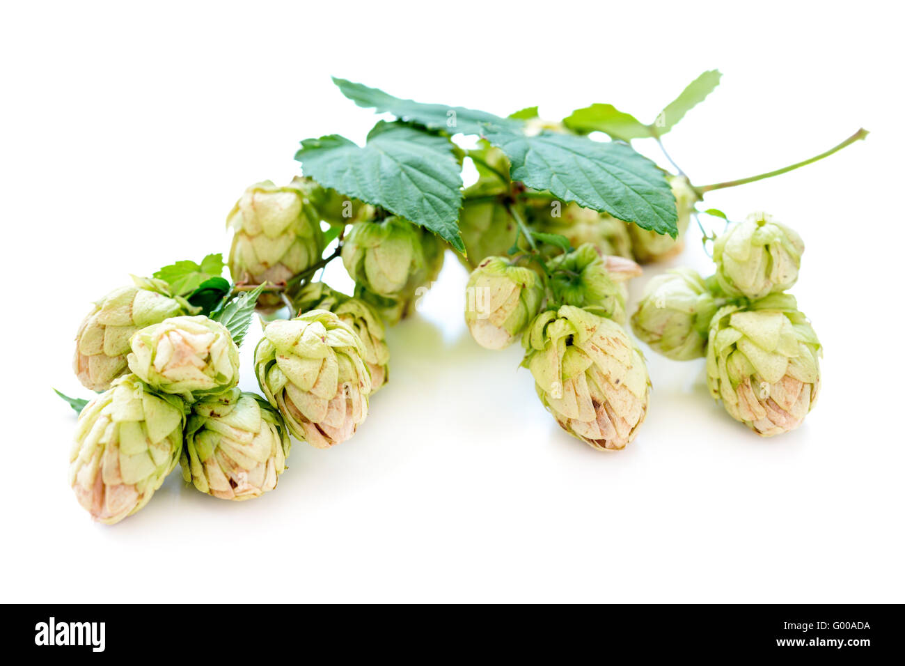 Branch of hops close up Stock Photo - Alamy