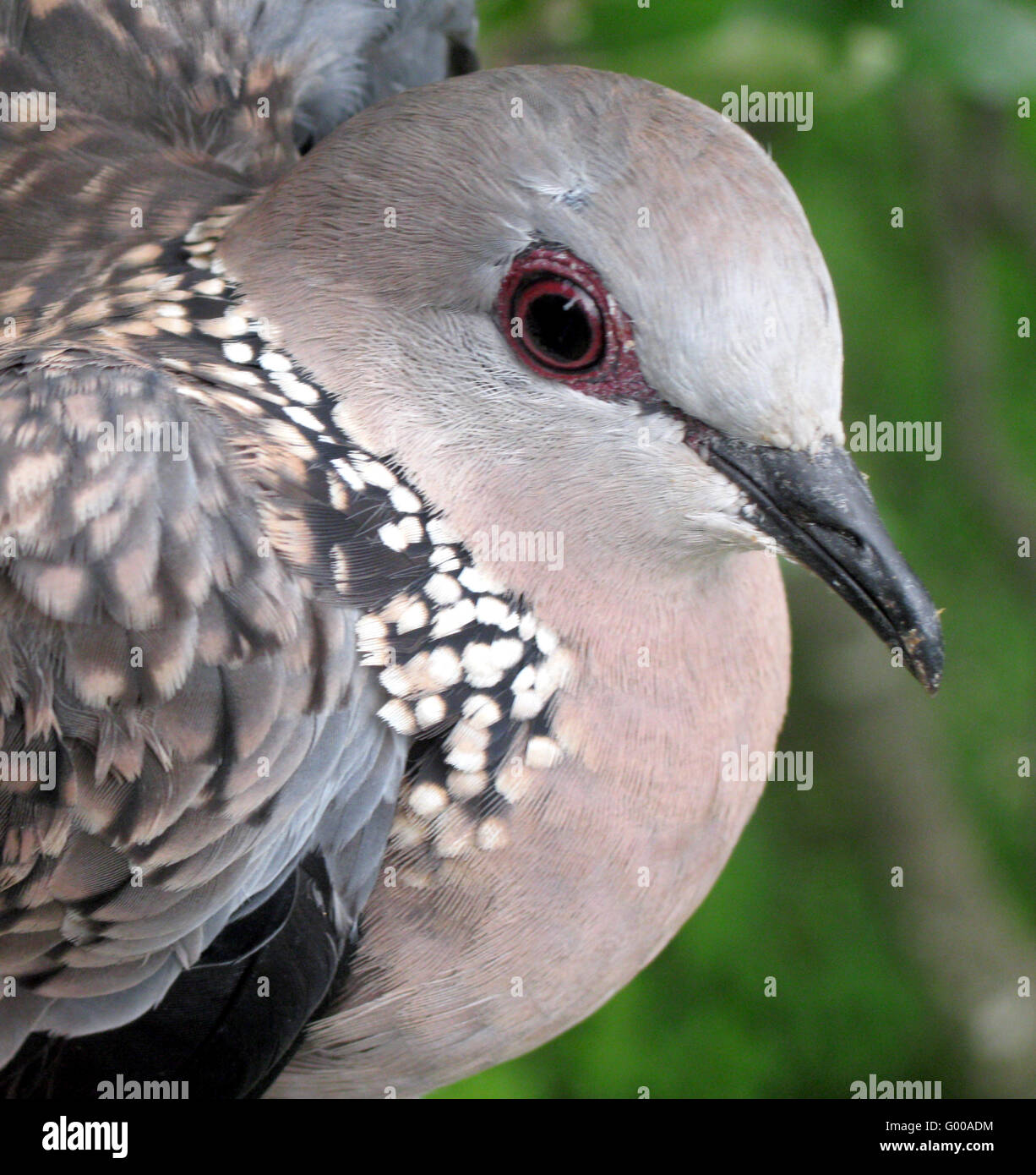 Himalayan Turtle Dove Stock Photo - Alamy