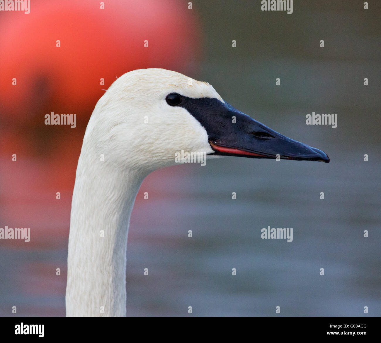 Cute swan hi-res stock photography and images - Alamy