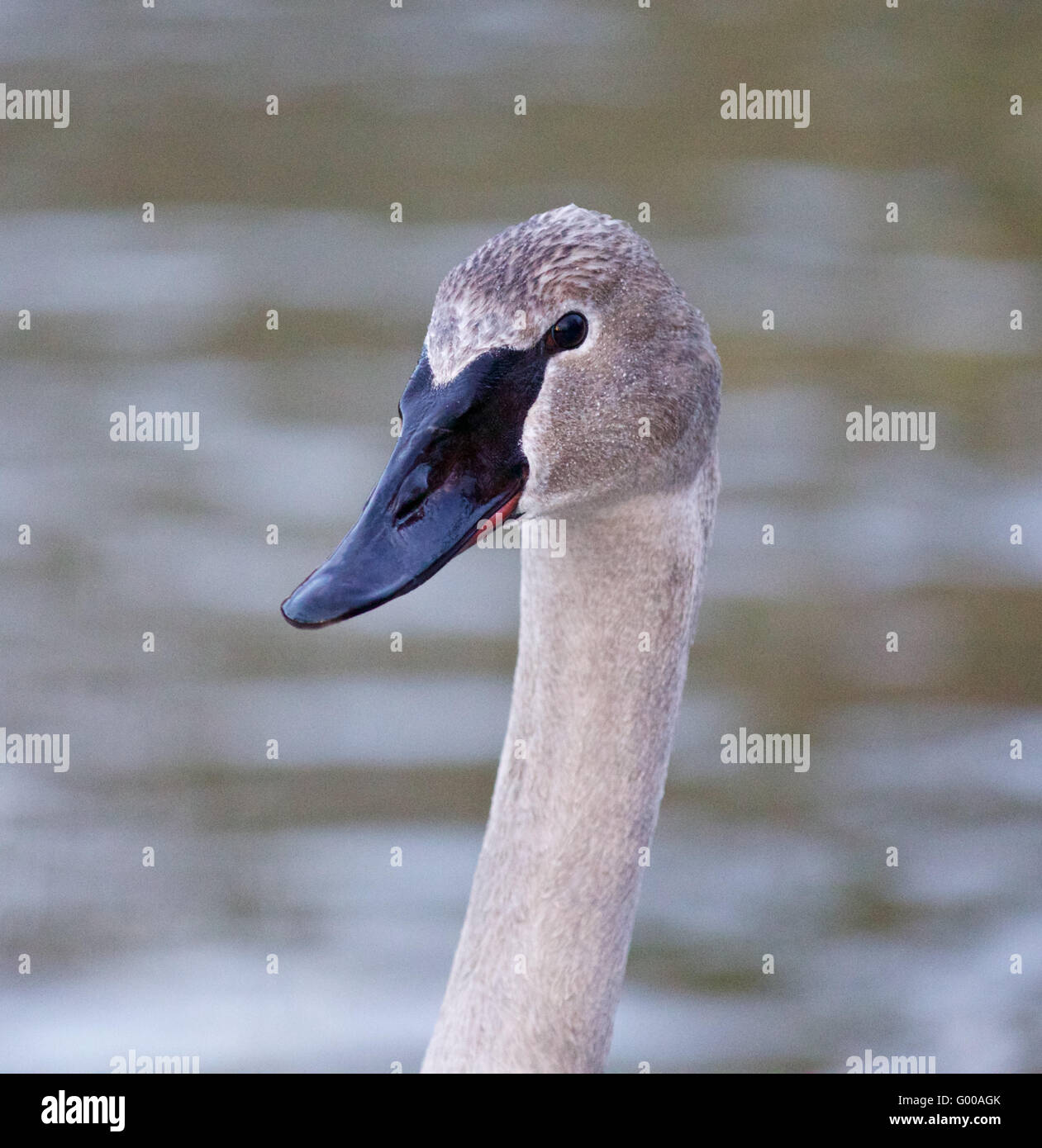 Beautiful portrait of a cute trumpeter swan Stock Photo - Alamy