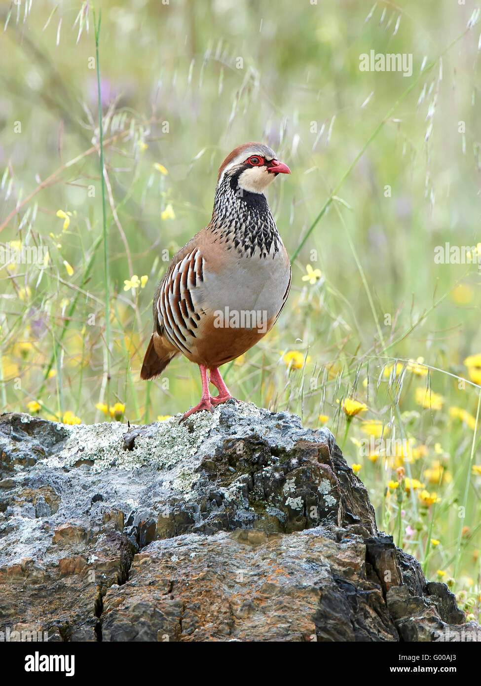 Partridge bird hi-res stock photography and images - Alamy