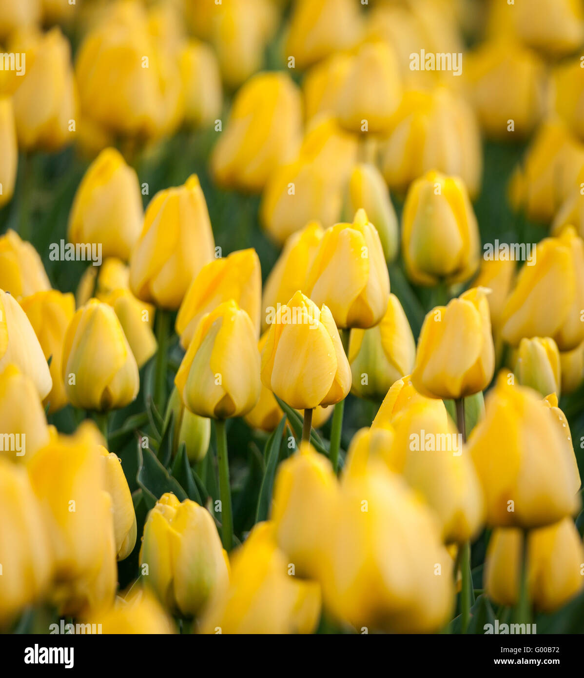 Tulip. Beautiful colorful yellow tulips flowers in spring garden ...