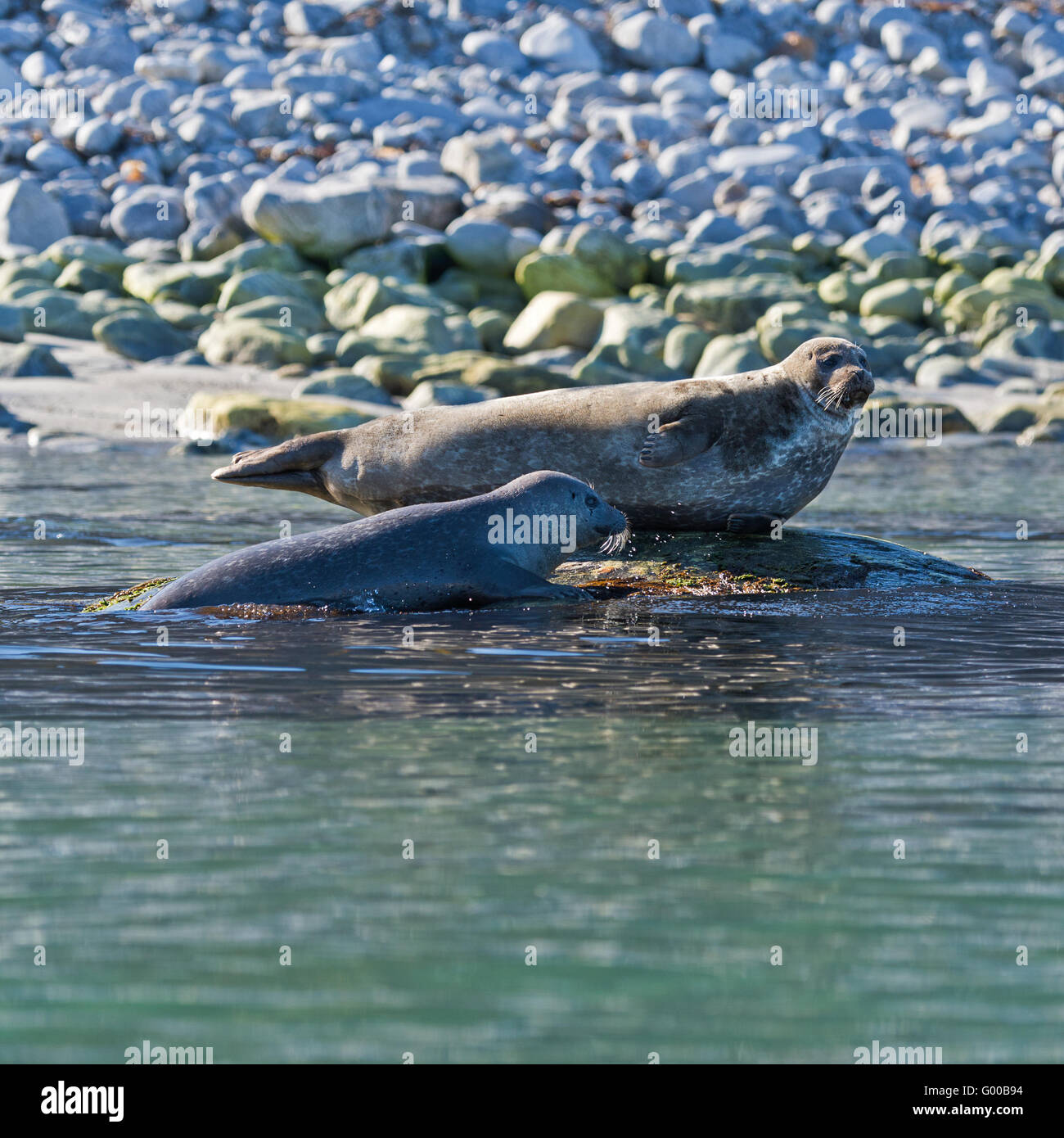 Two ringed seals hauled out on rocks at Kobbefjorden on Danskoya in ...