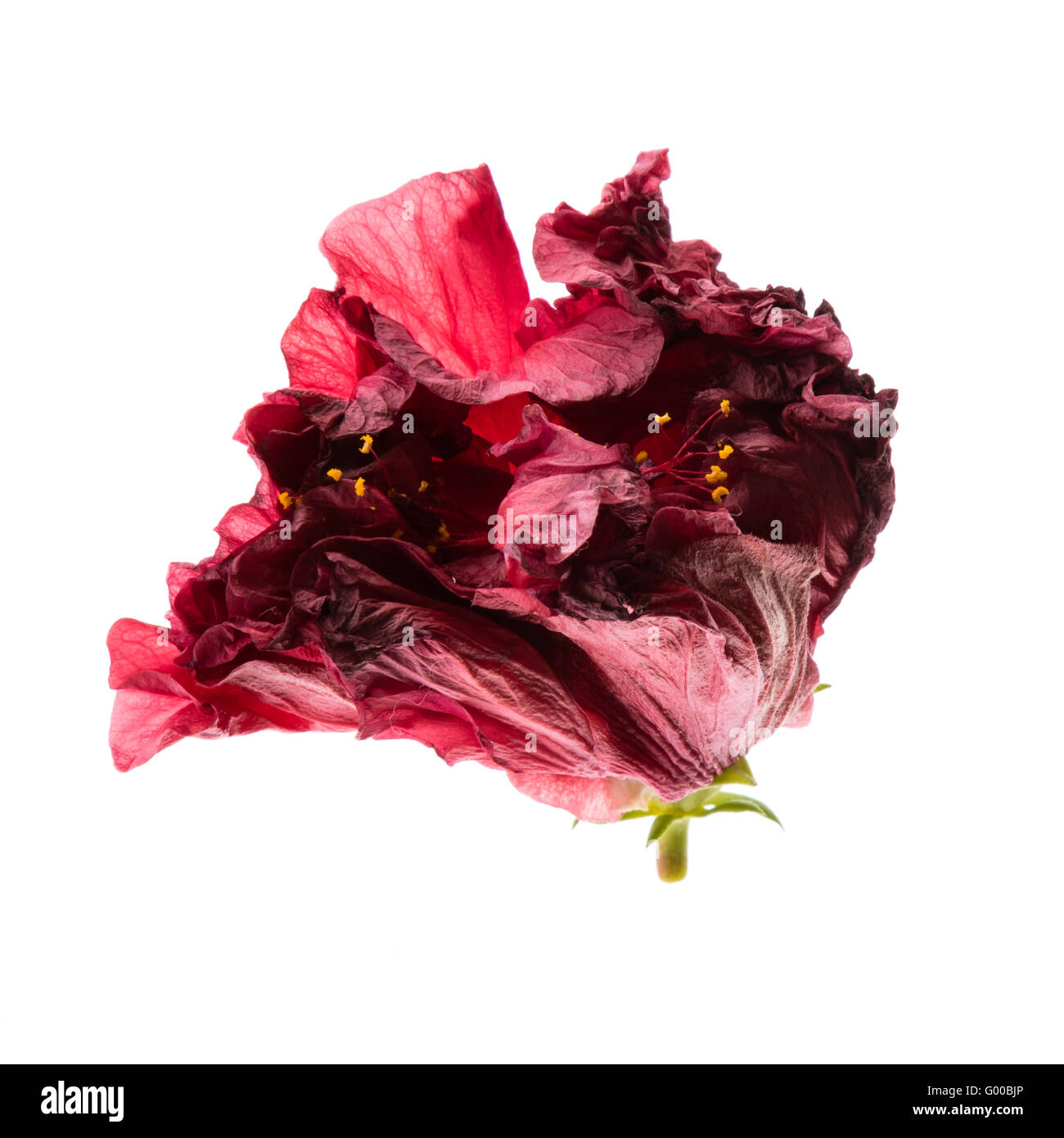 Back flower Cut Out Stock Images & Pictures - Alamy