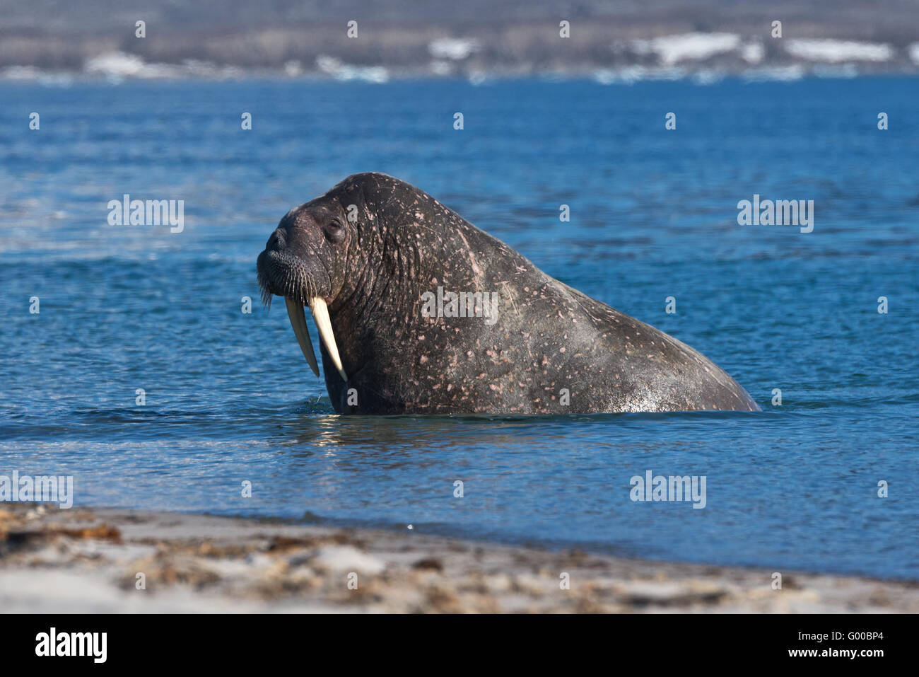 A walrus hauling out on the beach to join a group having a rest at ...