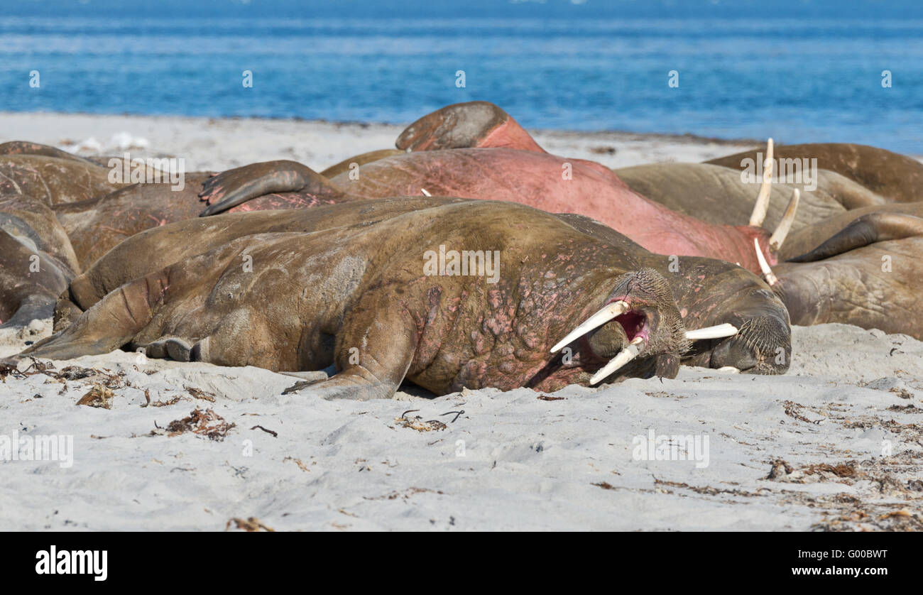 A group of walrus hauled out on the beach having a rest at Smeerenburg ...