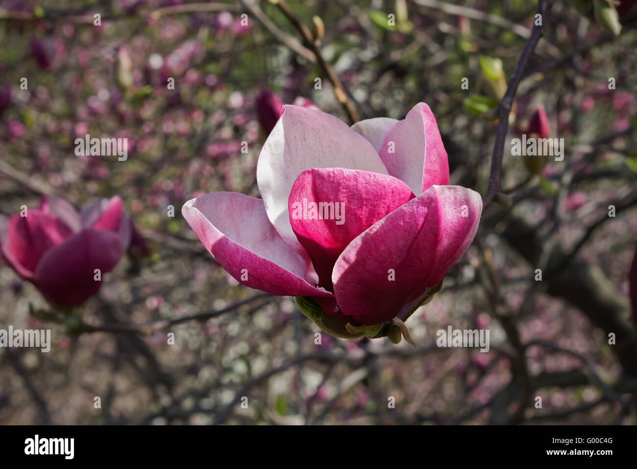 Magnolia up close hi-res stock photography and images - Alamy