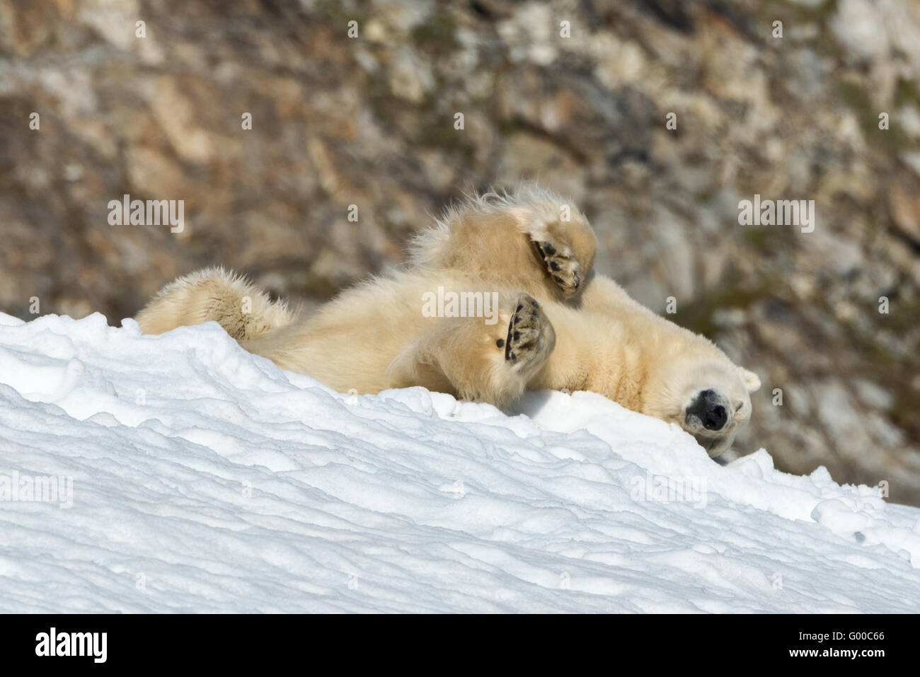 Polar bear stretching rolling in hi-res stock photography and images ...