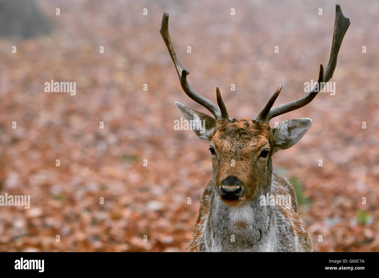 Young buck deer stag Stock Photo - Alamy