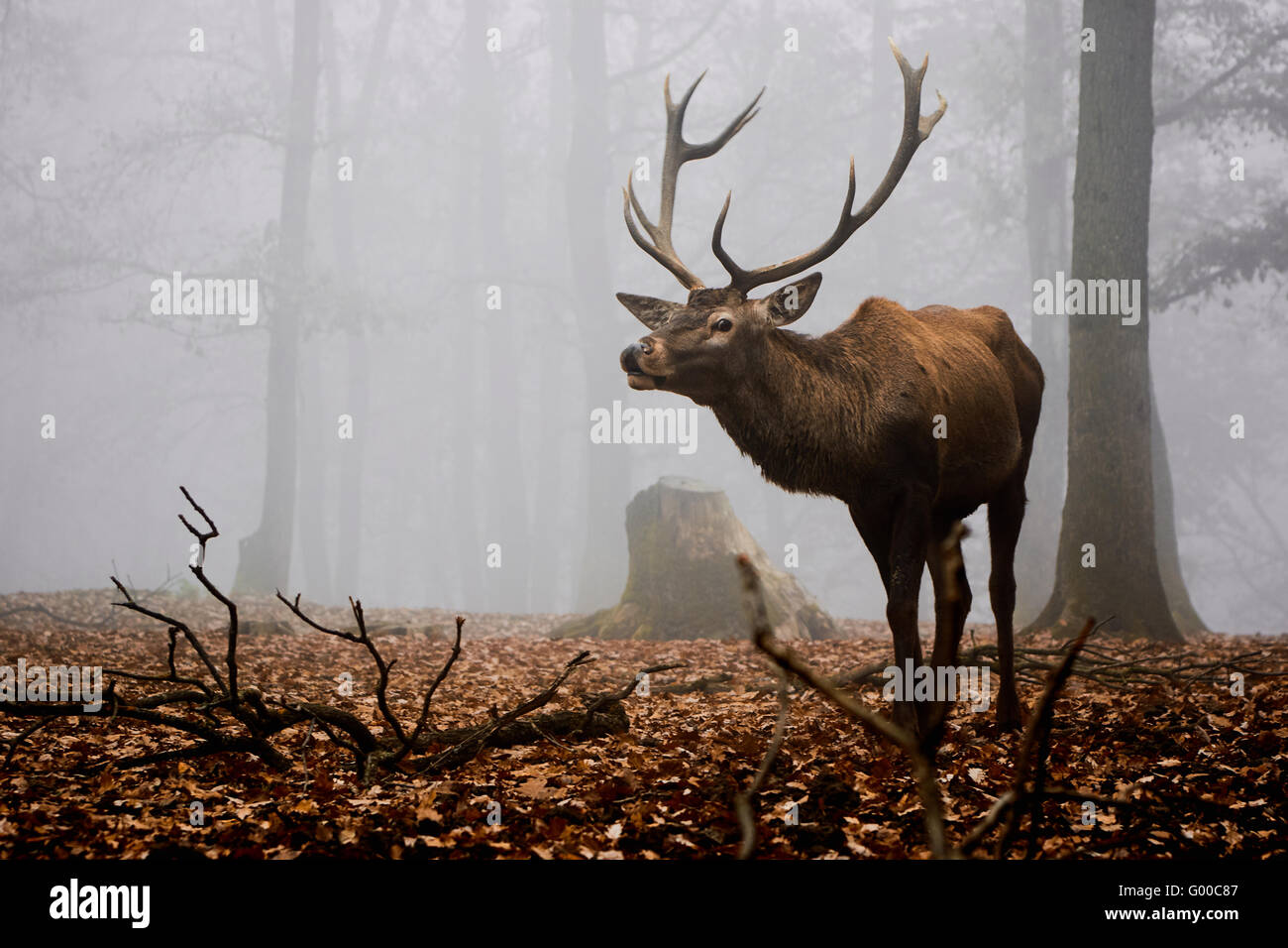 Buck deer stag Stock Photo - Alamy