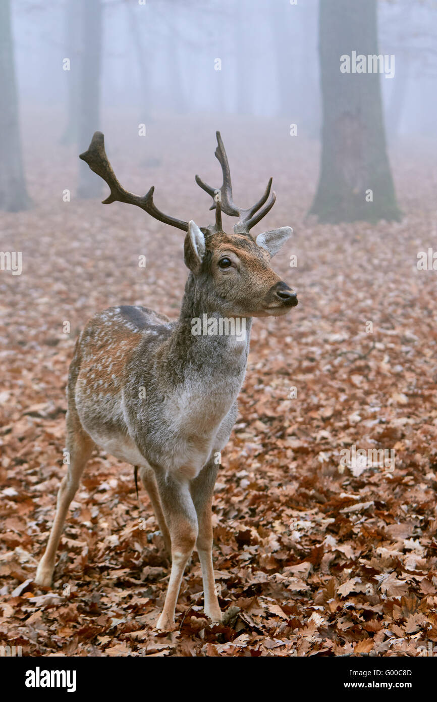 Young buck deer stag Stock Photo - Alamy