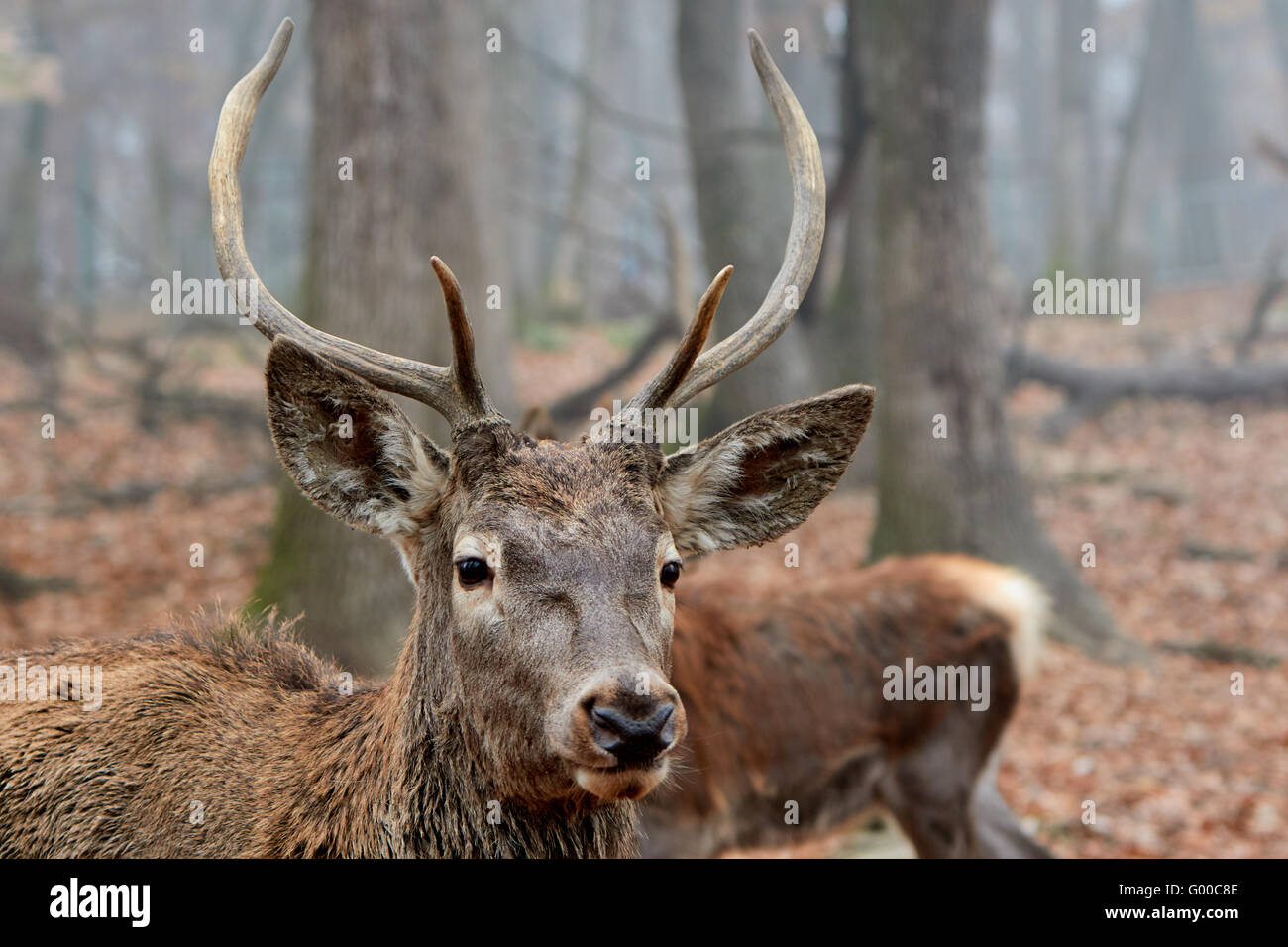 Buck deer stag Stock Photo - Alamy