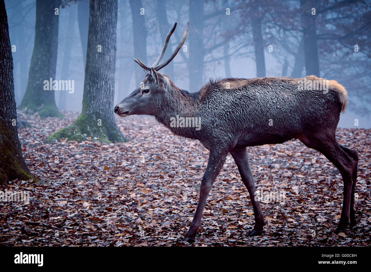 Buck deer stag Stock Photo - Alamy