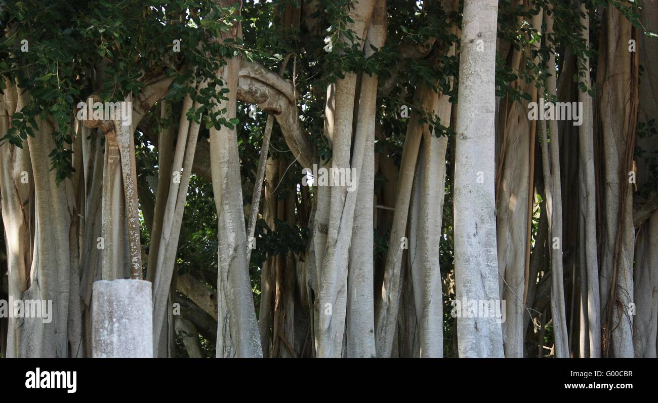 Banyan tree florida usa hi-res stock photography and images - Alamy