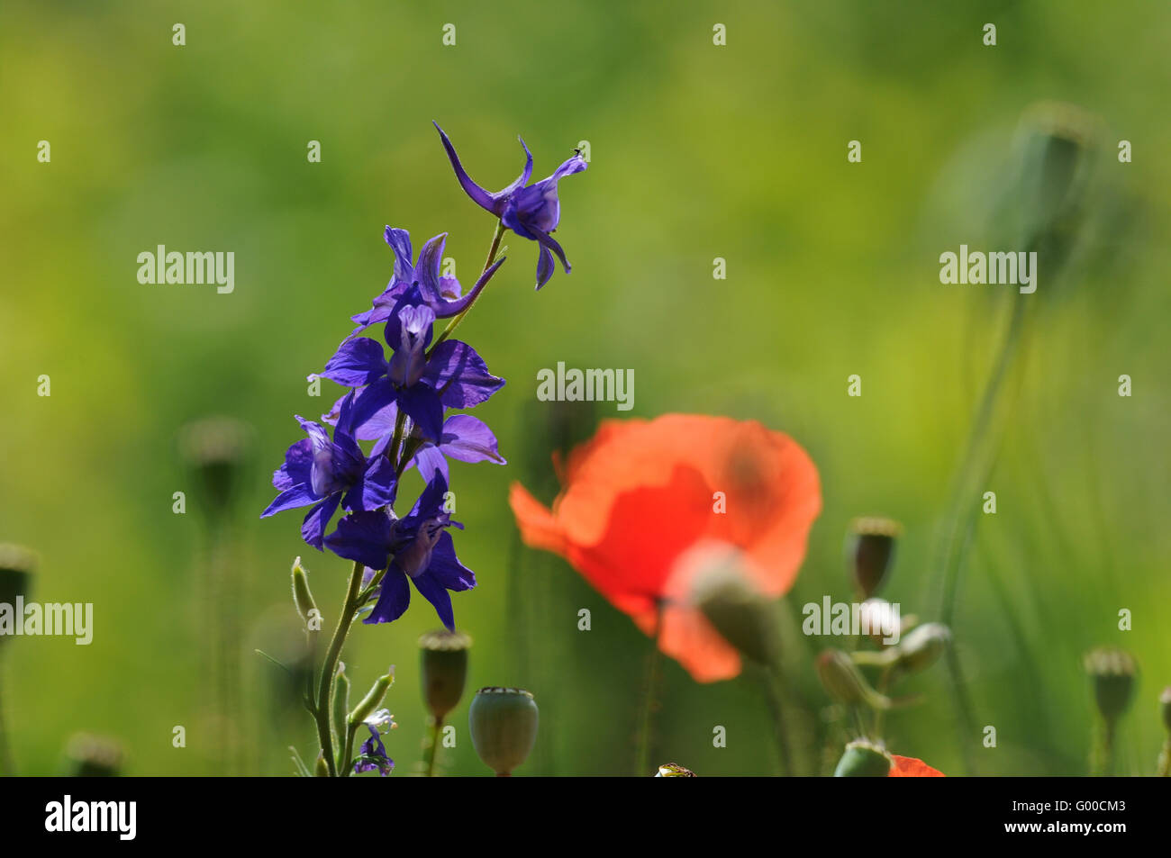 Wild larkspur hi-res stock photography and images - Alamy