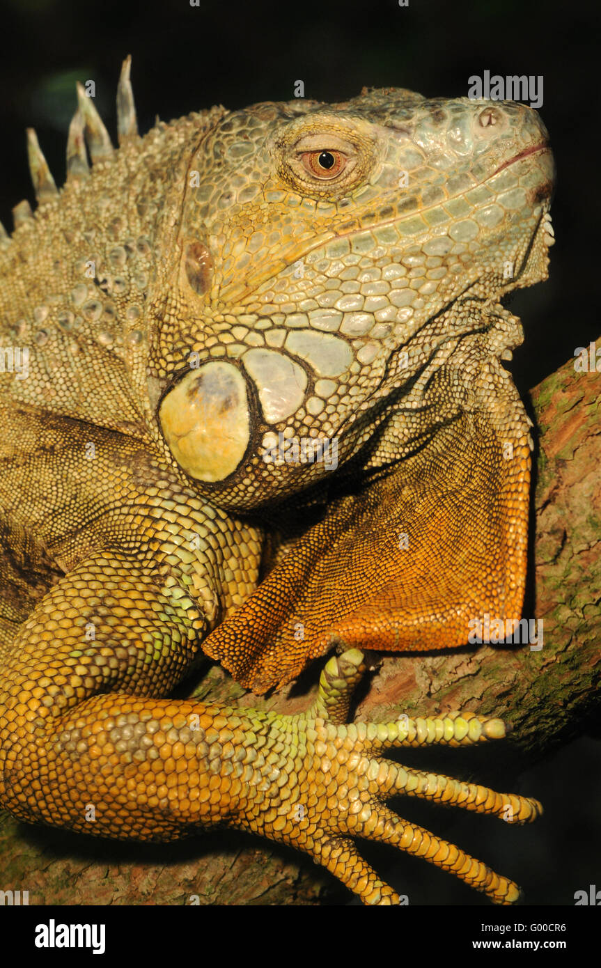 Animals of arid regions hi-res stock photography and images - Alamy