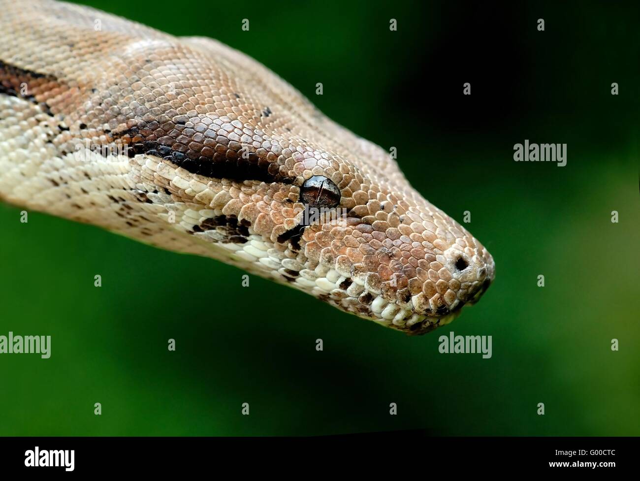 Boaschlange High Resolution Stock Photography and Images - Alamy