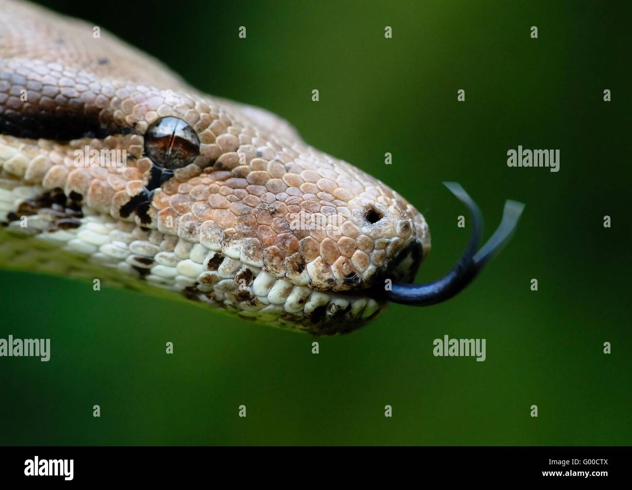 Boa constrictor zunge hi-res stock photography and images - Alamy