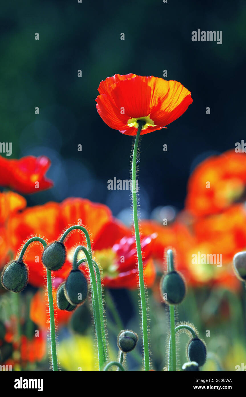 Knalliger hi-res stock photography and images - Alamy